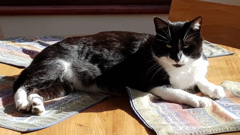 'My vet wanted £120 for a cream. Total rip off' - BBC News