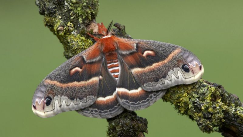 Rosy Maple Moth: The milkshake moth and other winged beauties - BBC ...