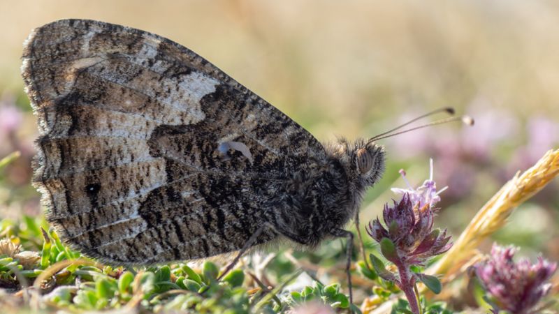 State of Nature 2019: Hundreds of species in Wales under threat - BBC News