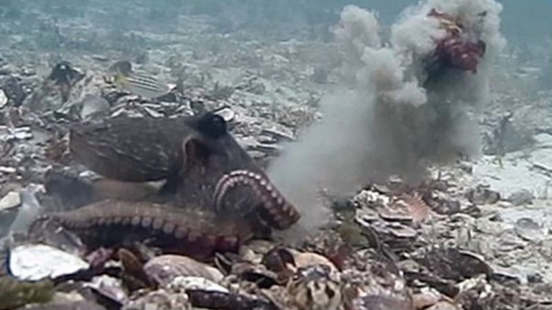 Can octopuses throw things at each other? - BBC Newsround