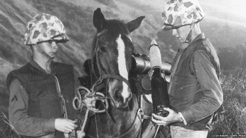 War horse Sergeant Reckless has finally been honoured for her bravery ...
