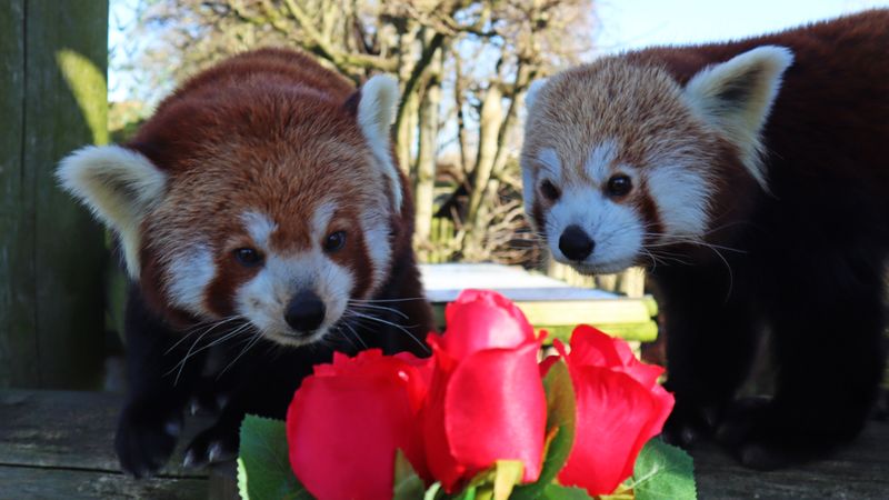 Valentine's Day: Zoo organises date for endangered animals - BBC News