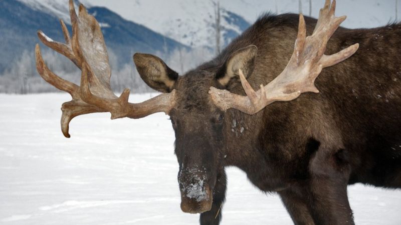 More moose on the loose in a warmer Alaska - BBC News