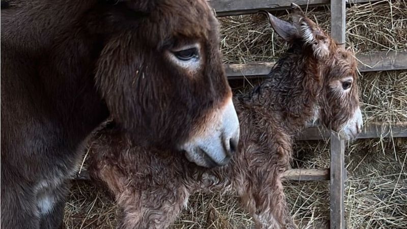 Miniature donkey given new lease of life with pacemaker - BBC News