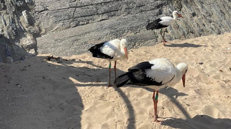 Salcombe: Flock of stray storks rescued from Devon beach - BBC News