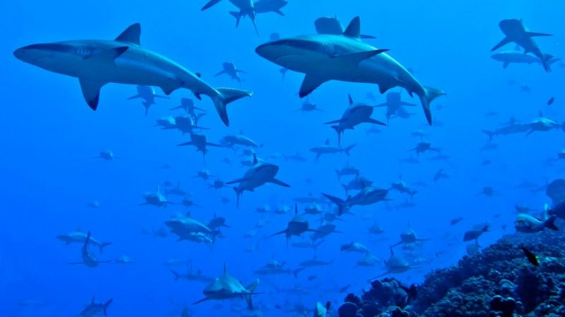 How a huge school of sharks 'flips the food pyramid' - BBC News