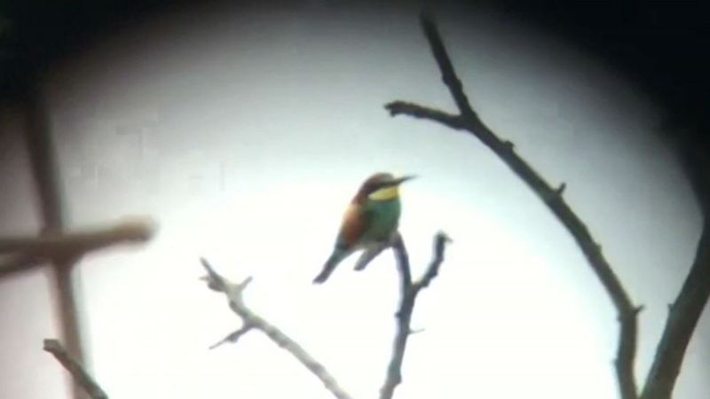 Rare bee-eater birds seen at Nottinghamshire sand quarry - BBC News