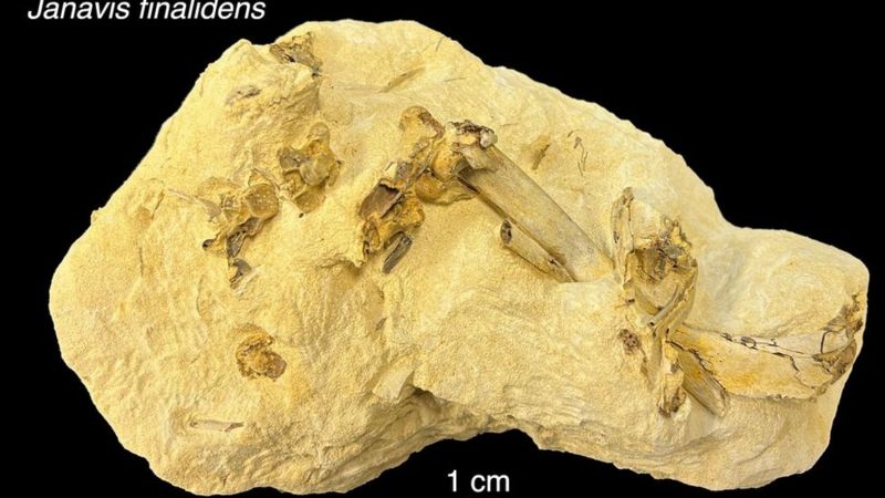 World's oldest preserved brain found in prehistoric fish fossil - BBC News