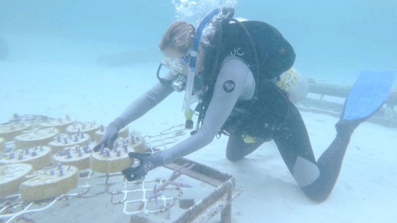 Robots are trained to help revive coral reefs - BBC News