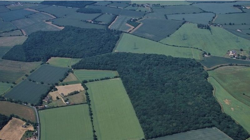 RSPB raises fears for Hintlesham woods in electricity pylons plan - BBC ...