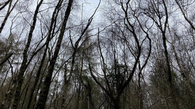 Body in the tree murder explored in BBC Sounds podcast - BBC News