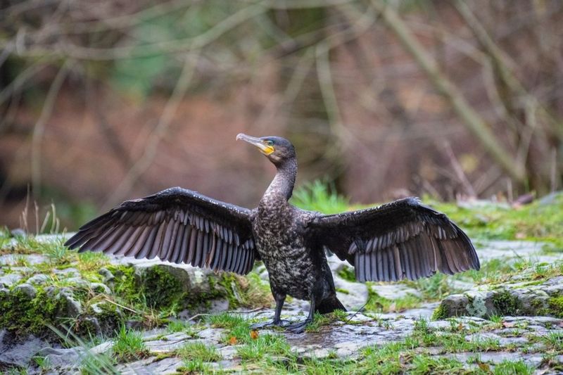 Your pictures of Scotland: 9-16 December - BBC News