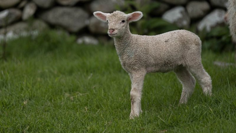 Gwynedd: New 'multi-purpose' sheep bred successfully - BBC News