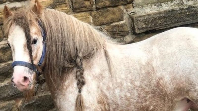 Sheffield mum's emotional appeal over stolen pony - BBC News