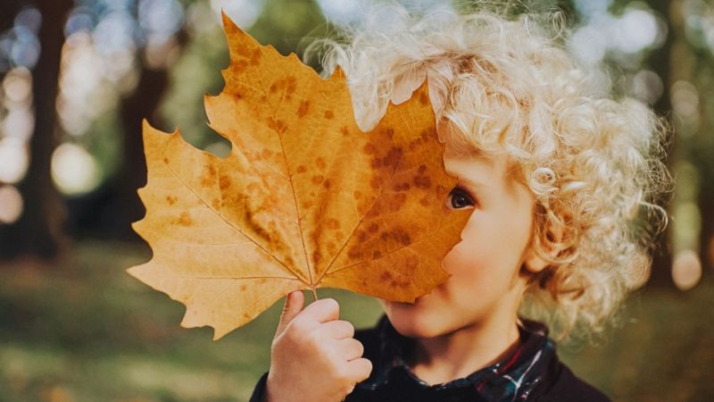 Why Do Trees Think Autumn Is Already Here And Why Is That Bad BBC why-do-trees-think-autumn-is-already-here-and-why-is-that-bad-bbc