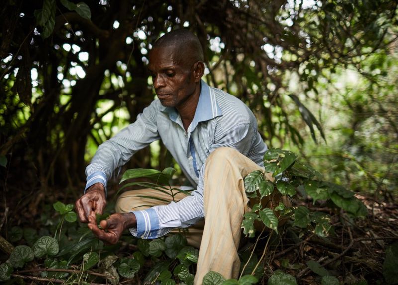 Face to face with DR Congo's deadly vipers - BBC News