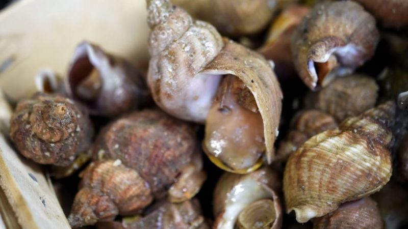 Why are whelks caught in Wales popular in South Korea? - BBC News