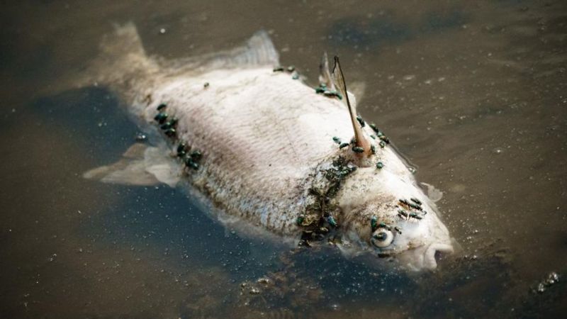 Oder river: Mystery surrounds thousands of fish deaths - BBC News