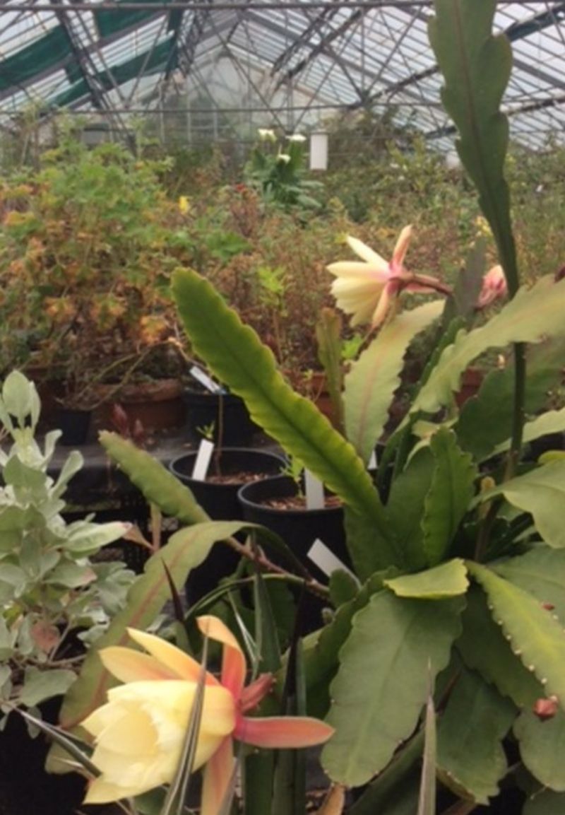 Rescue mission to save century-old plant collection - BBC News