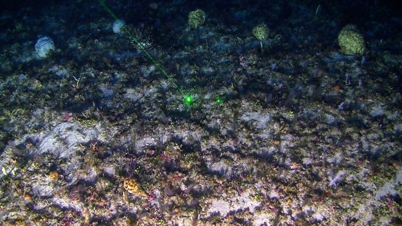 Amazon Reef: First images of new coral system - BBC News