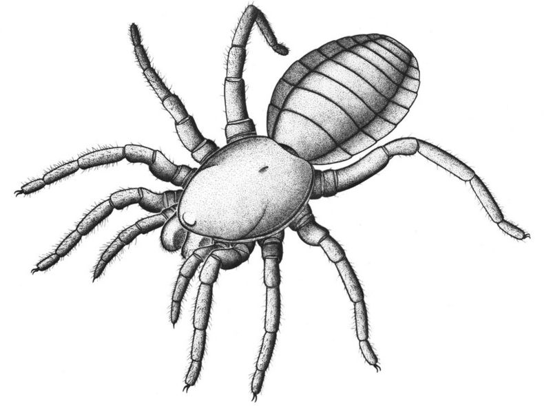 Ancient fossil was 'nearly a spider' - BBC News