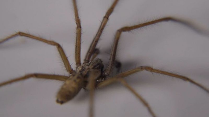 Spider season: How to tackle an influx of arachnids - BBC News