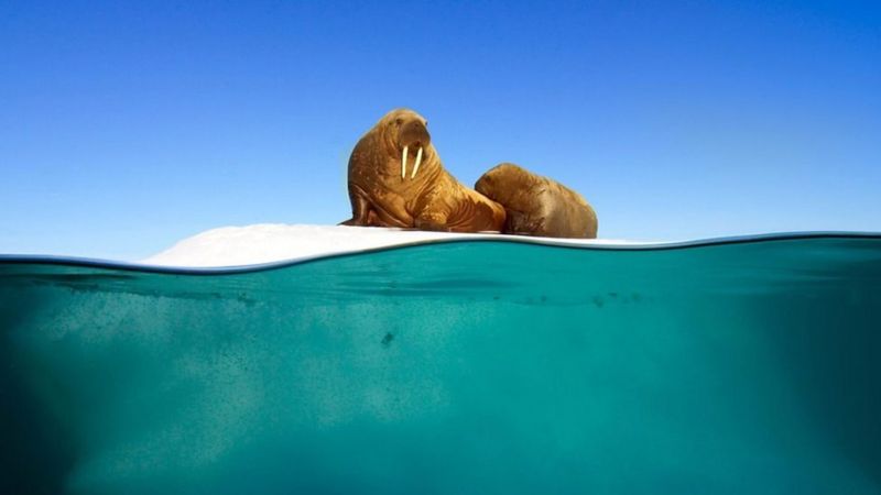 Blue Planet II: 22 things to know about the new series - BBC News