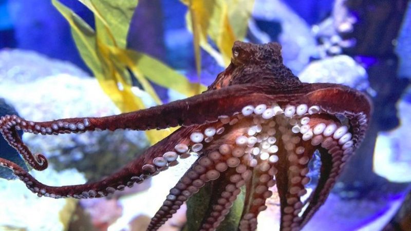 Ufugaji wa pweza duniani waingia utata, Je unapaswa kuendelea? - BBC ...