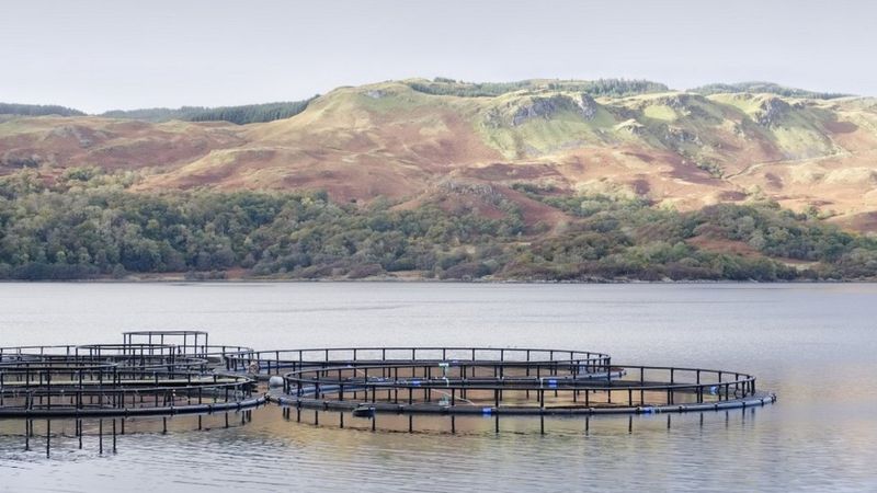 Is there a problem with salmon farming? - BBC News