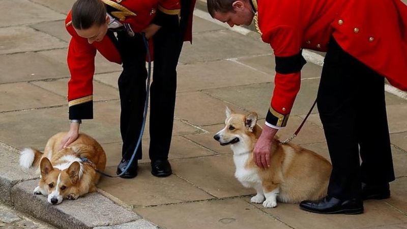 New photo of Queen's fell pony Emma released after funeral attendance - BBC News