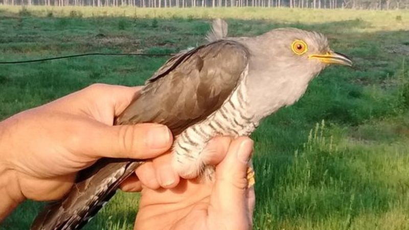 Cuckoo evolves and boosts biodiversity, Cambridge study shows - BBC News