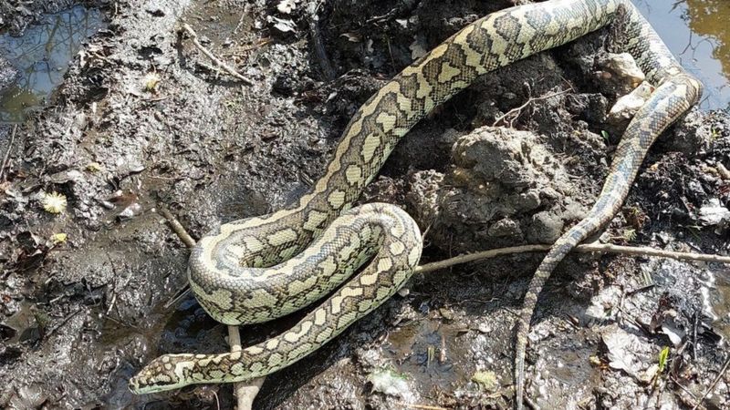 Blackwater python: Snake catcher says police appeal python found dead ...