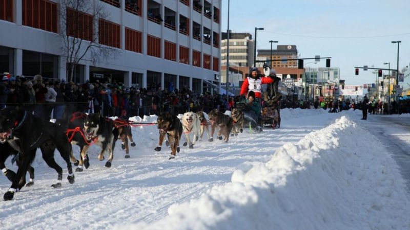 Alaska dog sled race: Crowds gather before Iditarod race starts - BBC News