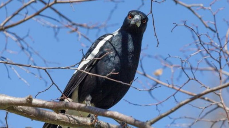 Igikona cyari cyarimonogoje mu gusagarira abantu muri Australia bakishe ...