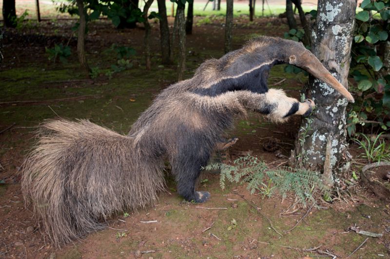 Animal empalhado faz fotógrafo brasileiro perder prêmio internacional ...