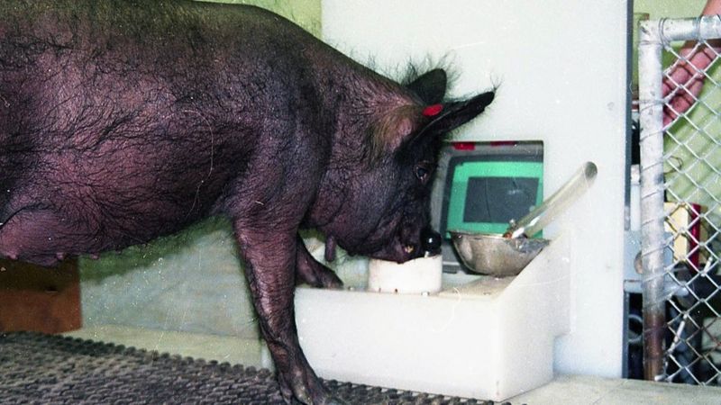 Pigs can play video games with their snouts, scientists find - BBC News