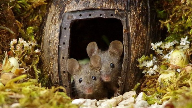 Springwatch 2020: Check out some of these amazing moments - BBC Newsround