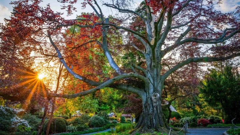 Poland's 'Heart of the Garden' crowned Tree of the Year - BBC News