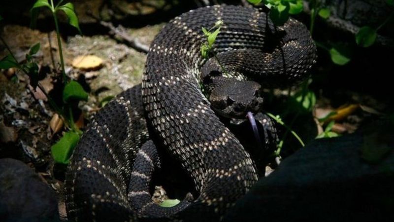 WHO yatoa tahadhari kuhusu watu kuumwa na nyoka - BBC News Swahili