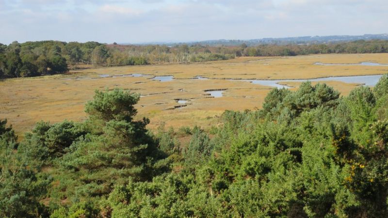 Grassland flooding to create Arne Moors wetland agreed by Dorset ...