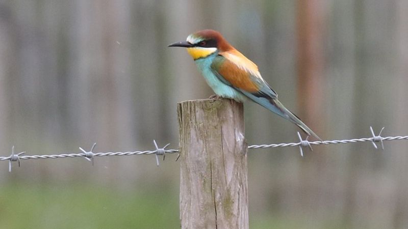 Rare bee-eater birds seen at Nottinghamshire sand quarry - BBC News
