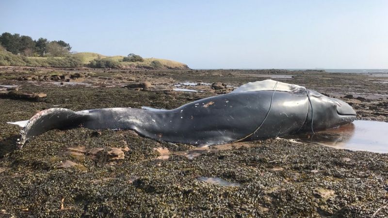 'Drowned' whale washes up on beach in East Lothian - BBC News