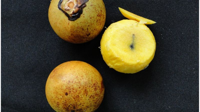 El coyol, la palmera que se perfila como el nuevo "oro verde" en Brasil ...