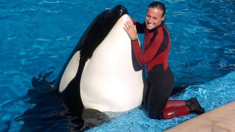 SeaWorld to stop breeding orcas following controversy - BBC News