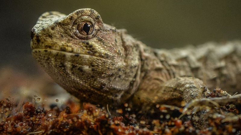 Tuatara: Chester Zoo celebrate breeding 'living fossil' - BBC News