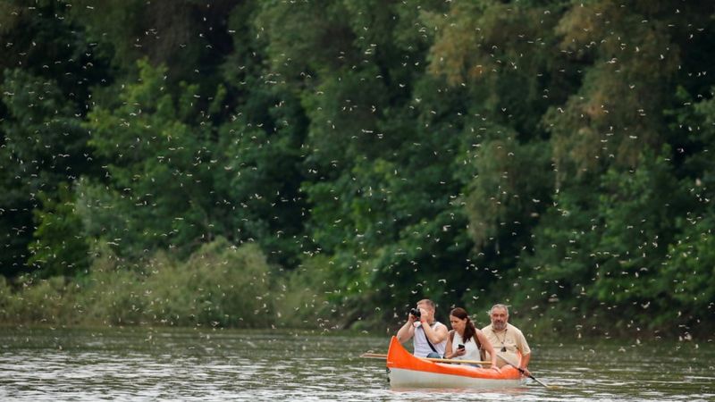 In pictures: Mayfly swarms dance on Hungary river - BBC News