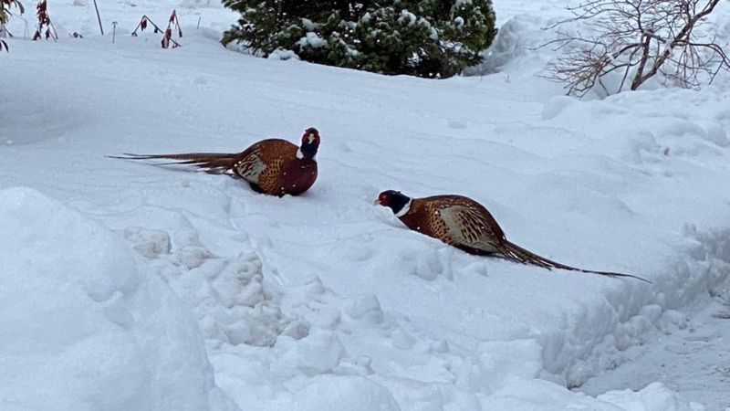 UK weather: Snow across England and Scotland in pictures - BBC News