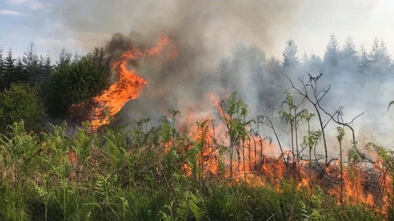 First fire alert of the year issued in Dorset - BBC News