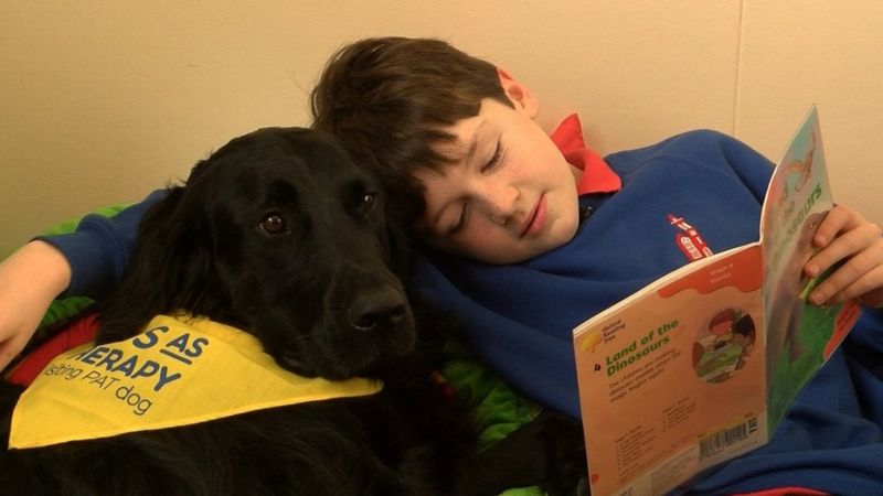 Inverness pupils 'enjoying' books by reading to dogs - BBC News