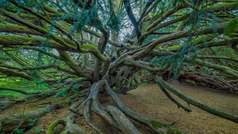 Ancient trees dedicated to Queen for Platinum Jubilee - BBC News